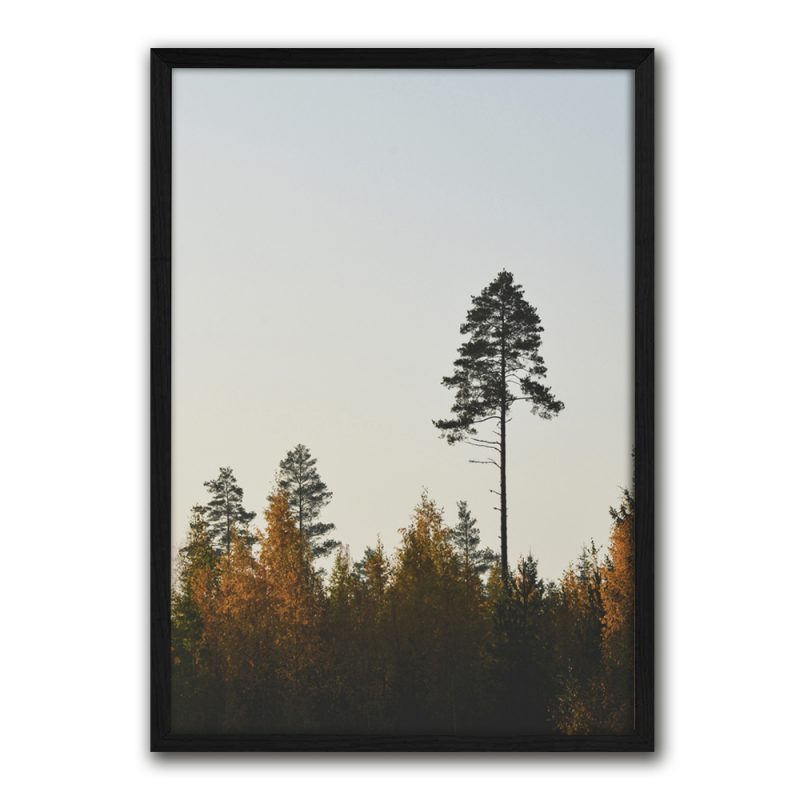 Kajo -juliste - KonstFabrik